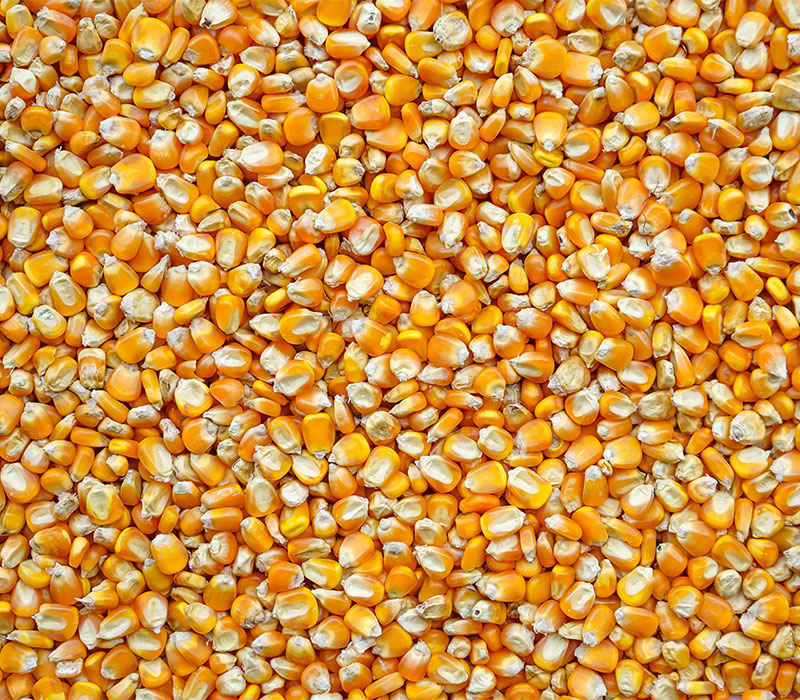 Corn – YSP Group Holdings PTY LTD